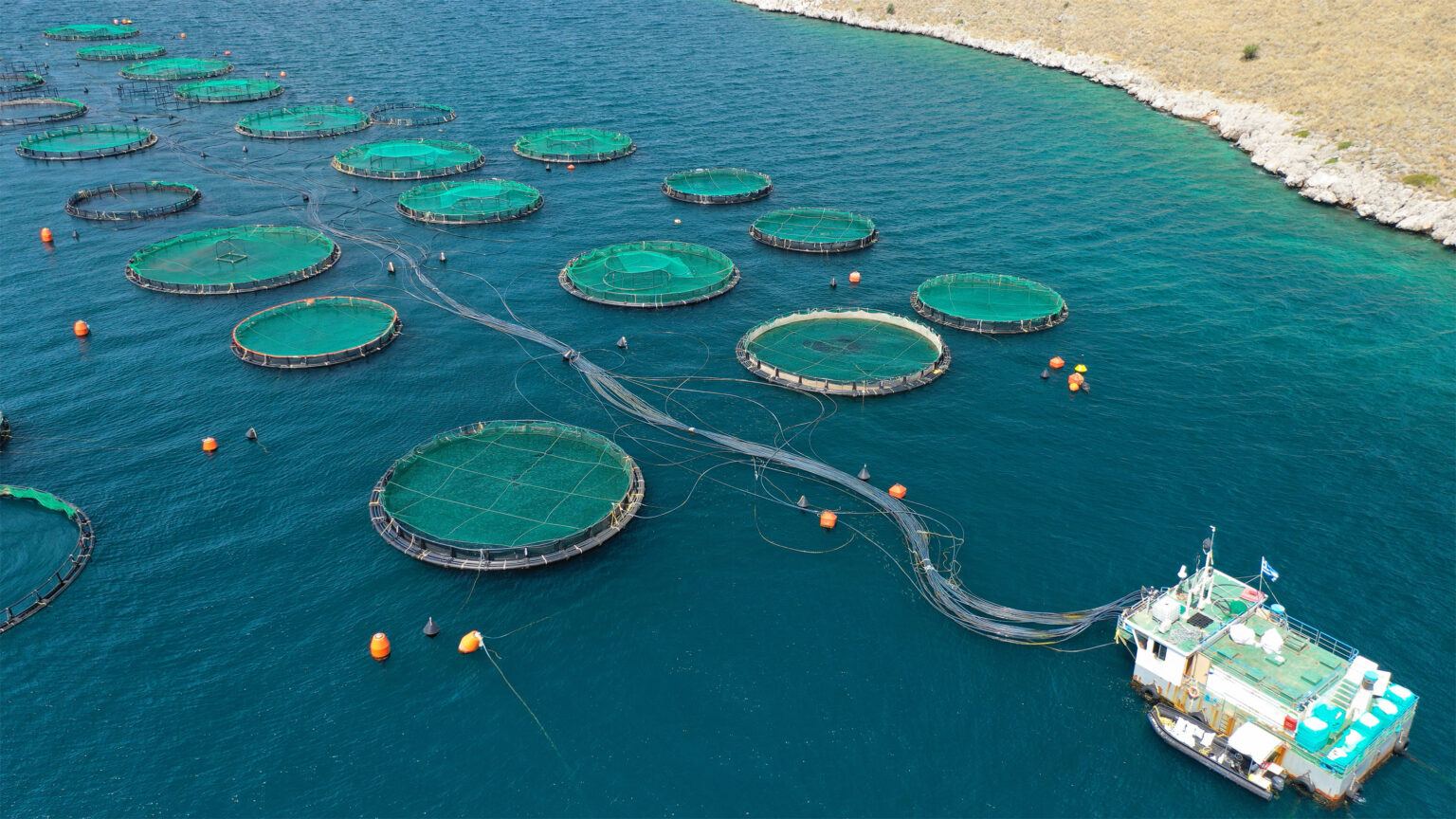 Andrographis paniculata: A Herbal Solution for Sustainable Aquaculture – Ananta